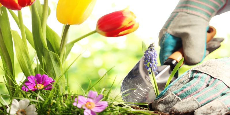 Sustainable Practices in Gardening – Healthy Housing